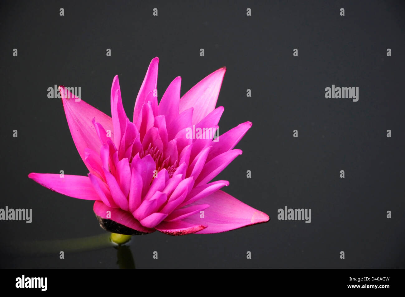 Beautiful Lotus on black Stock Photo - Alamy