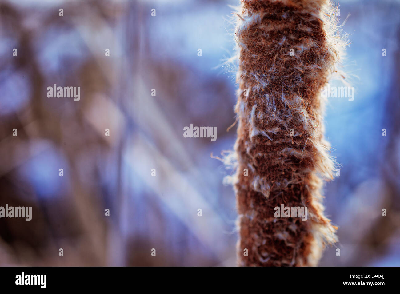A Furry Cat Tail in Winter Stock Photo - Alamy