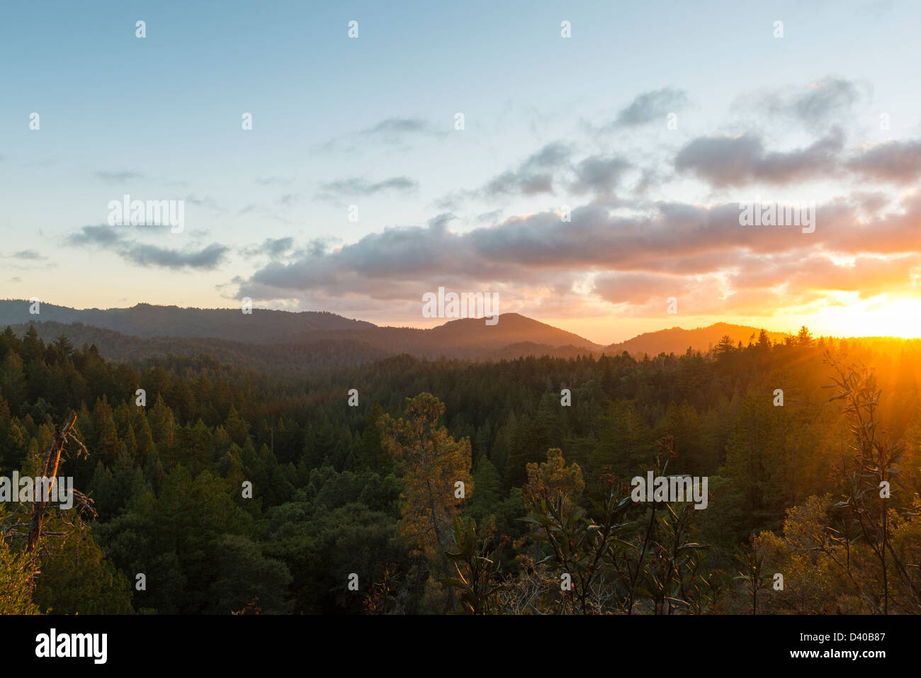 Big basin state park hi-res stock photography and images - Alamy
