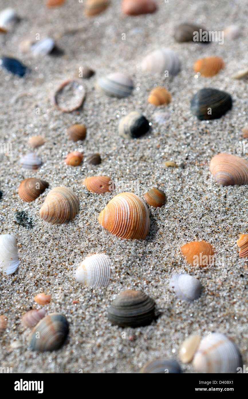 Seashells buried in sand on beach Stock Photo - Alamy