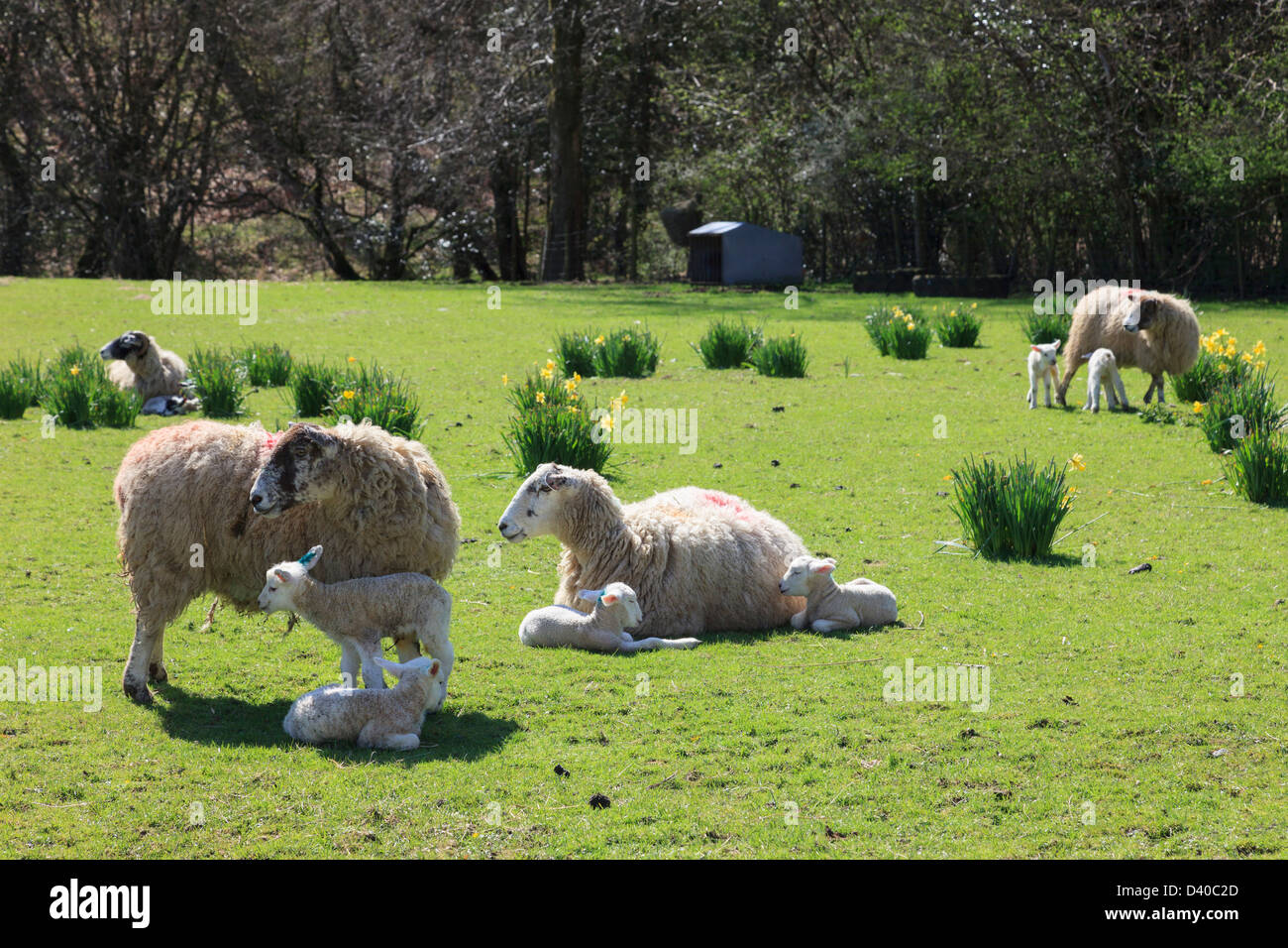 Spring lamb and daffodils hi-res stock photography and images - Alamy