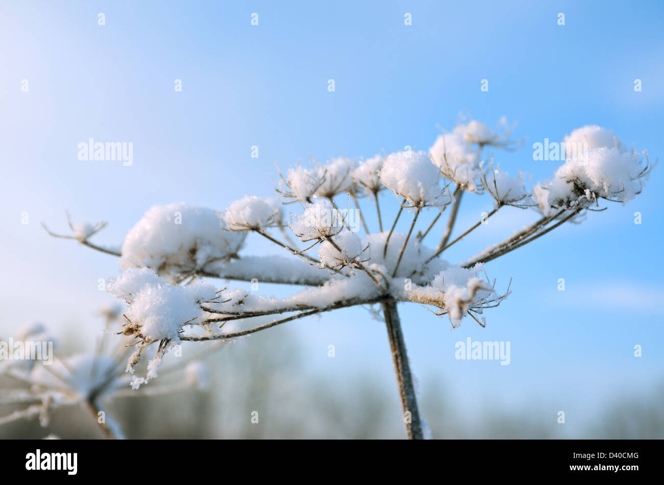 Winter landscape.Winter scene .Frozenned flower Stock Photo - Alamy