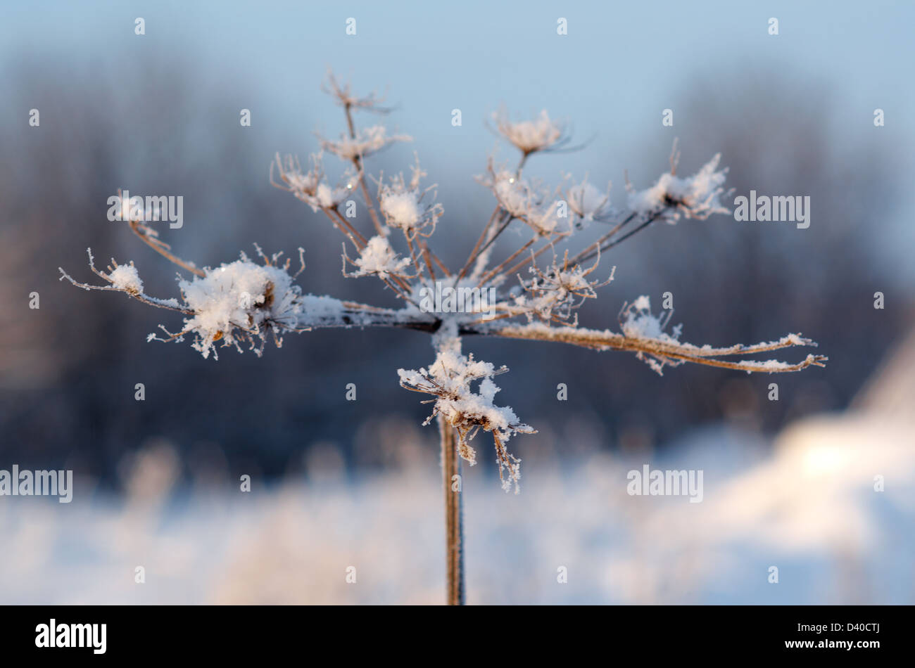 Winter landscape.Winter scene .Frozenned flower Stock Photo - Alamy