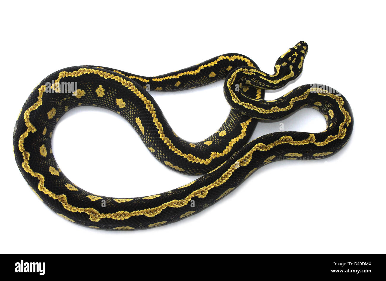 Australian diamond snake hi-res stock photography and images - Alamy
