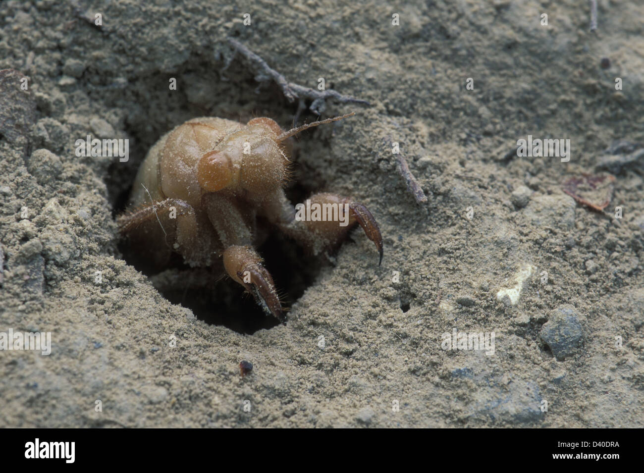 Neometamorfosato hi-res stock photography and images - Alamy