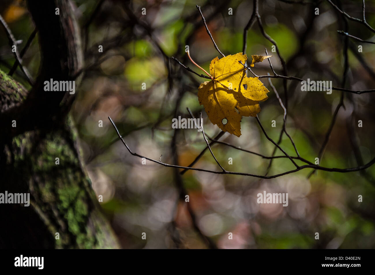 Sunlit, golden yellow leaf caught in the branches of a tree on a brisk ...