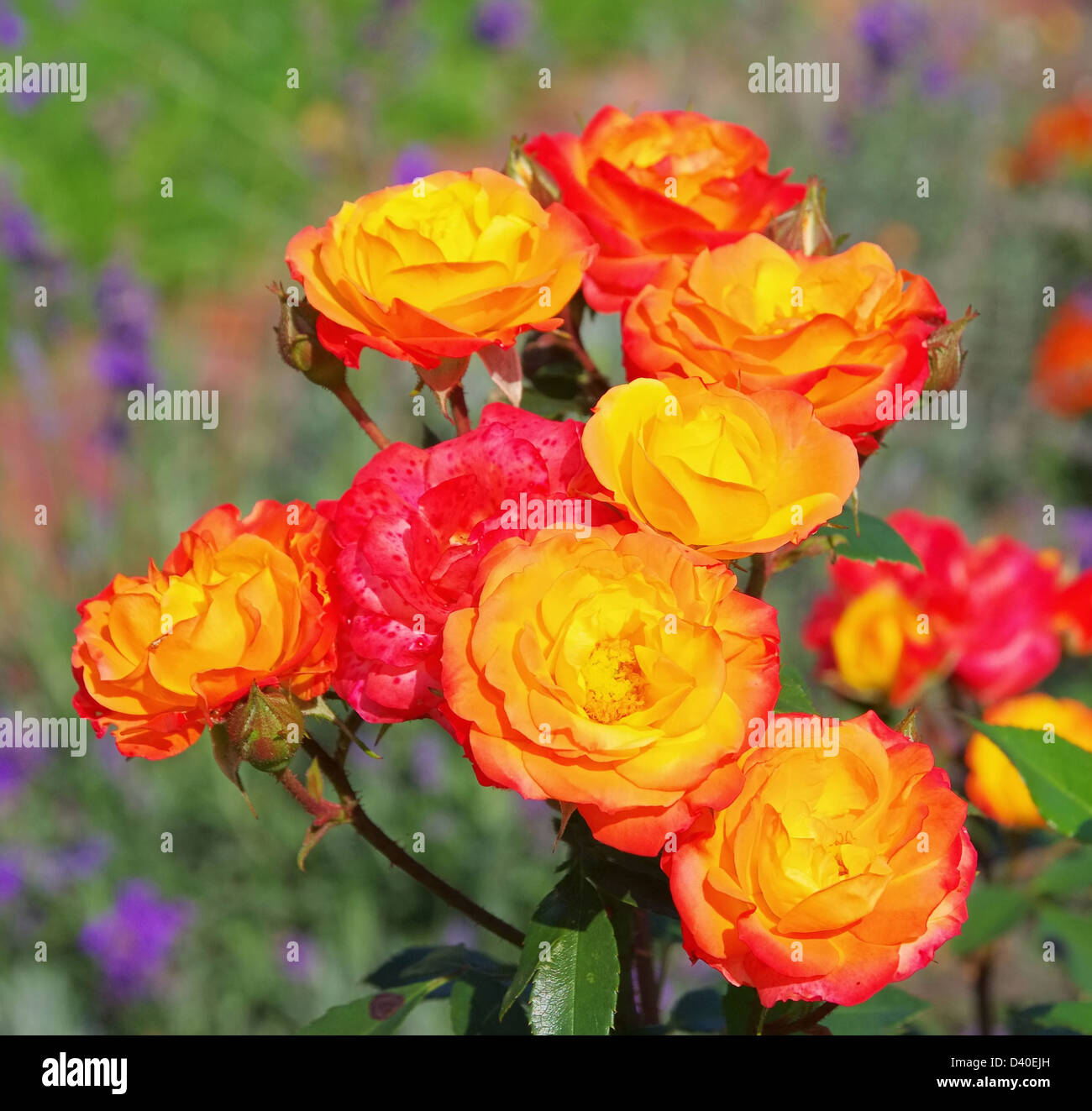 Rose Rumba 02 Stock Photo - Alamy