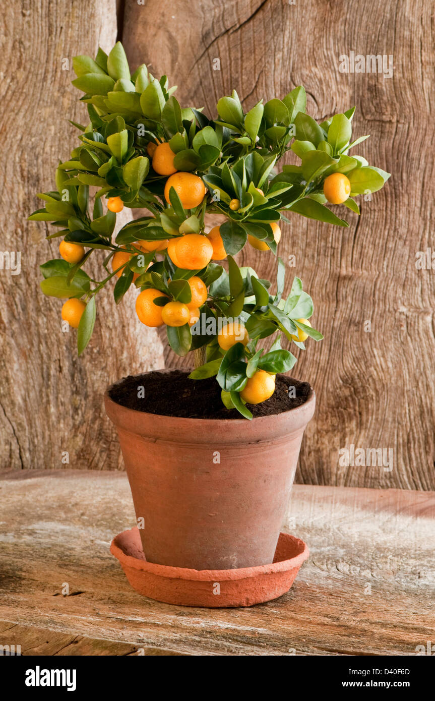 Calamondinorange Microcapa