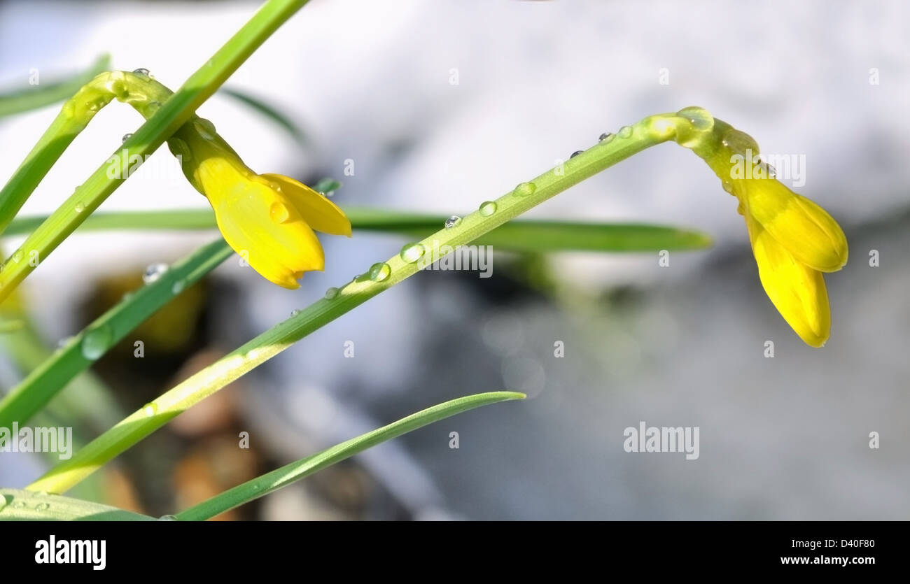 Daffodil flower buds covered hi-res stock photography and images - Alamy