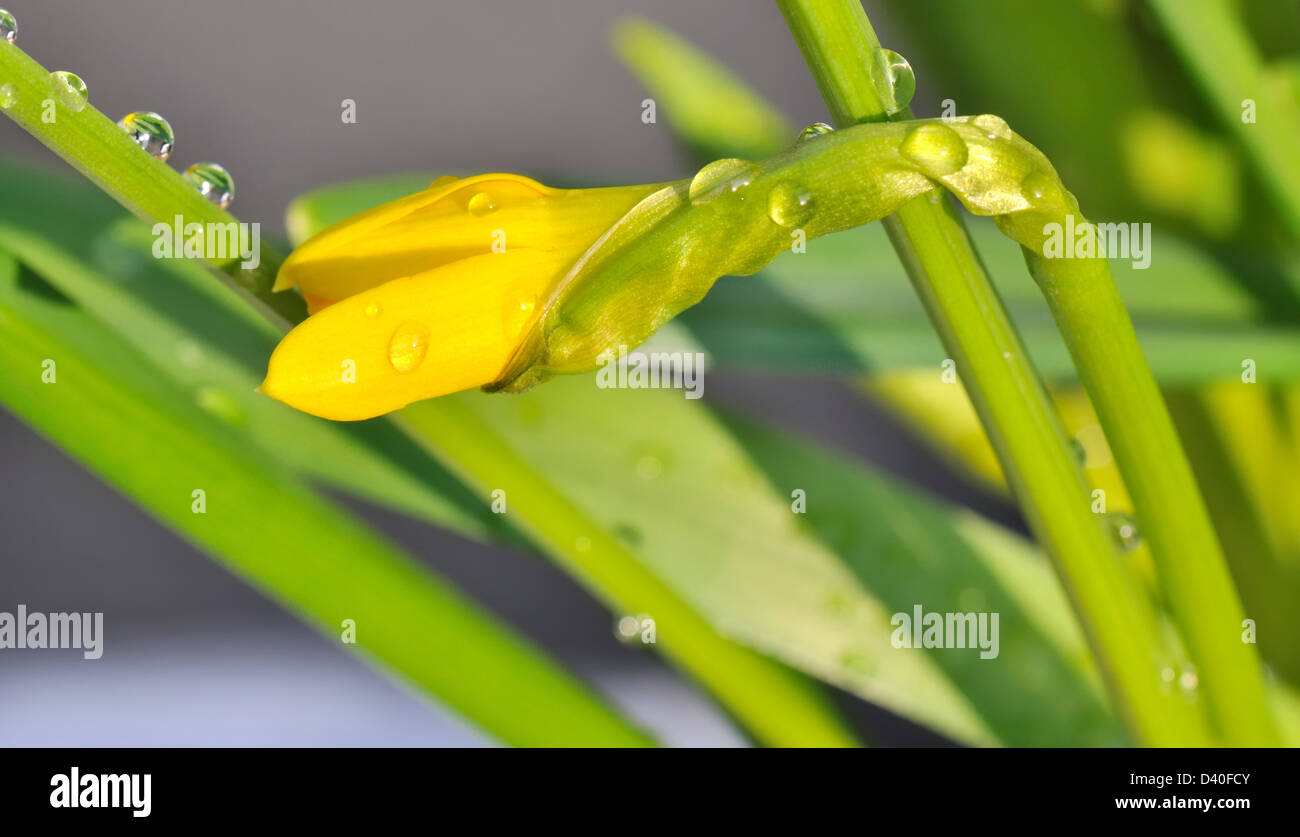 Daffodil flower buds covered hi-res stock photography and images - Alamy