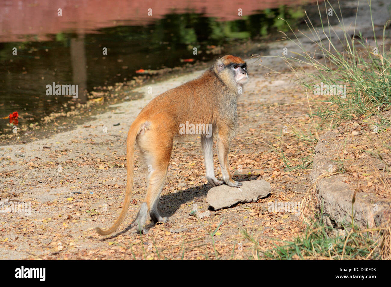 The patas monkey, Erythrocebus patas Stock Photo - Alamy