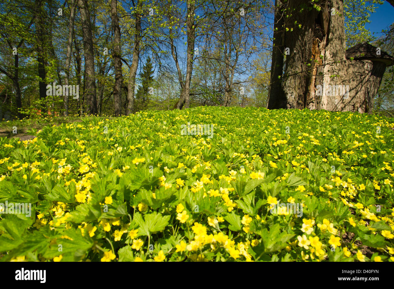 Glade from fine gentle spring flowers in a garden Stock Photo - Alamy
