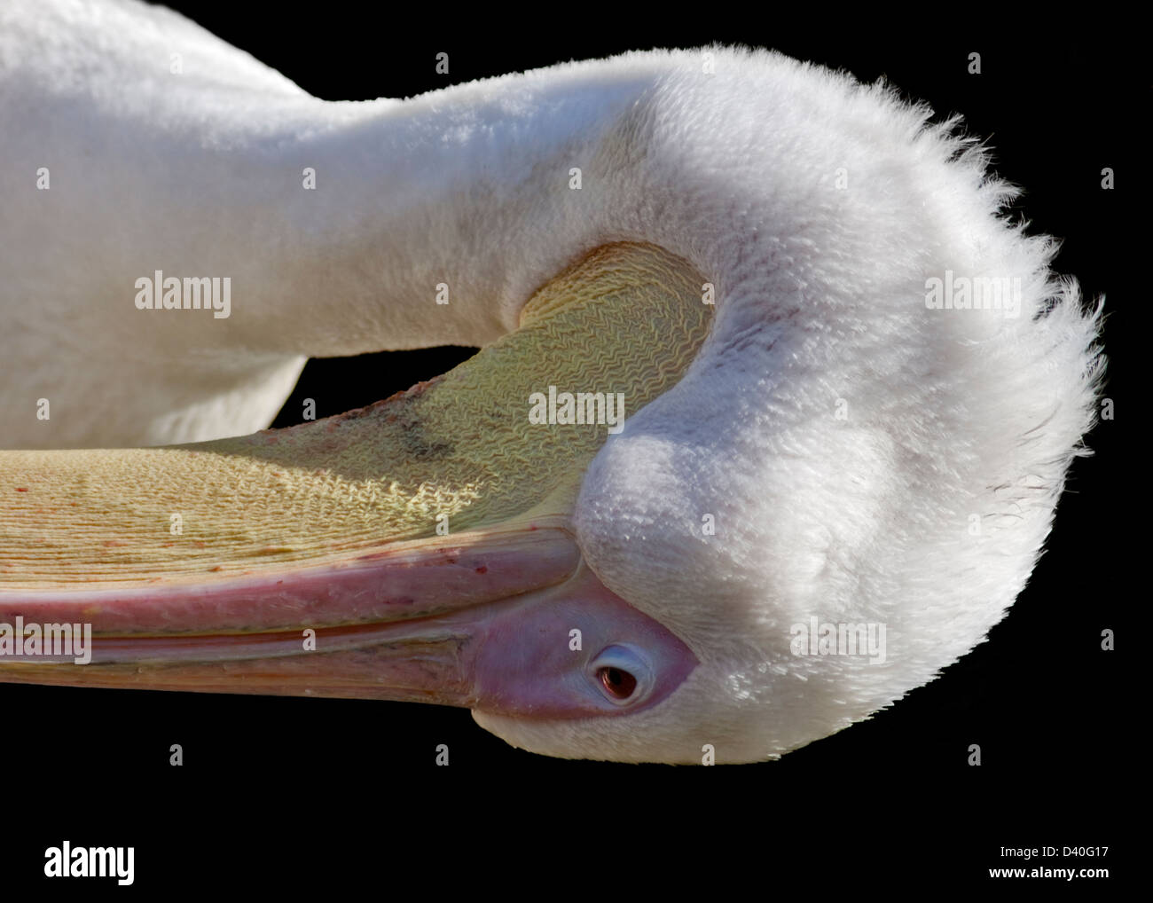 Pelican grooming preening hi-res stock photography and images - Alamy
