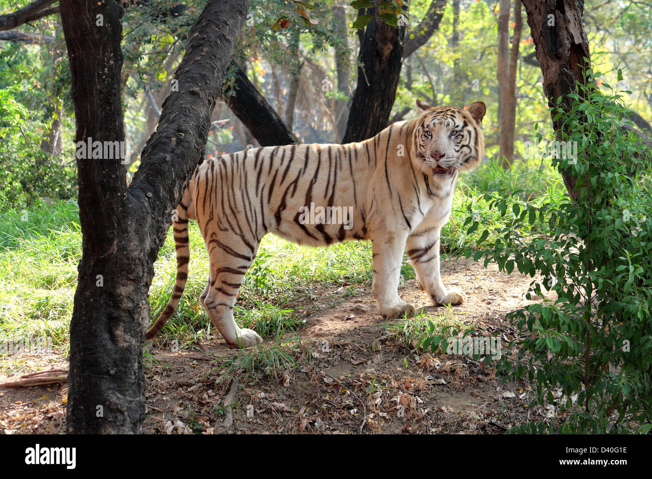 White mutant hi-res stock photography and images - Alamy