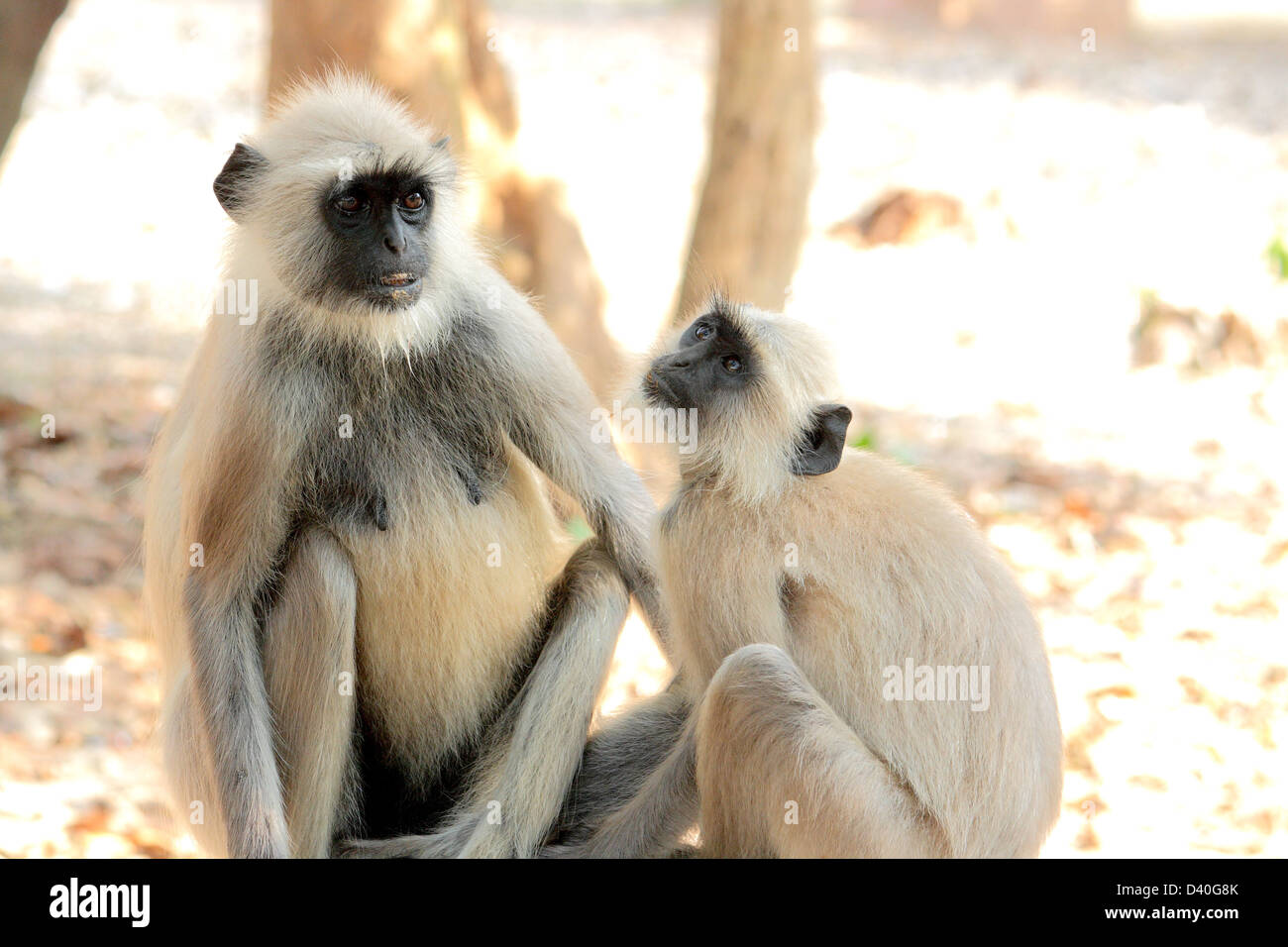 The most widespread langurs of south asia hi-res stock photography and ...