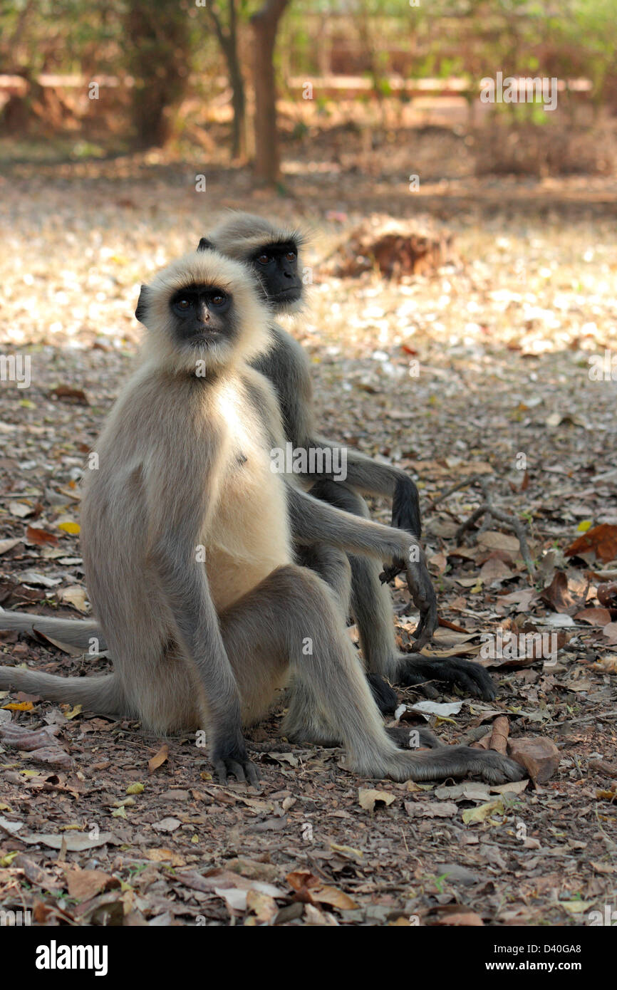 Indian Gray langurs or Hanuman langurs Stock Photo - Alamy