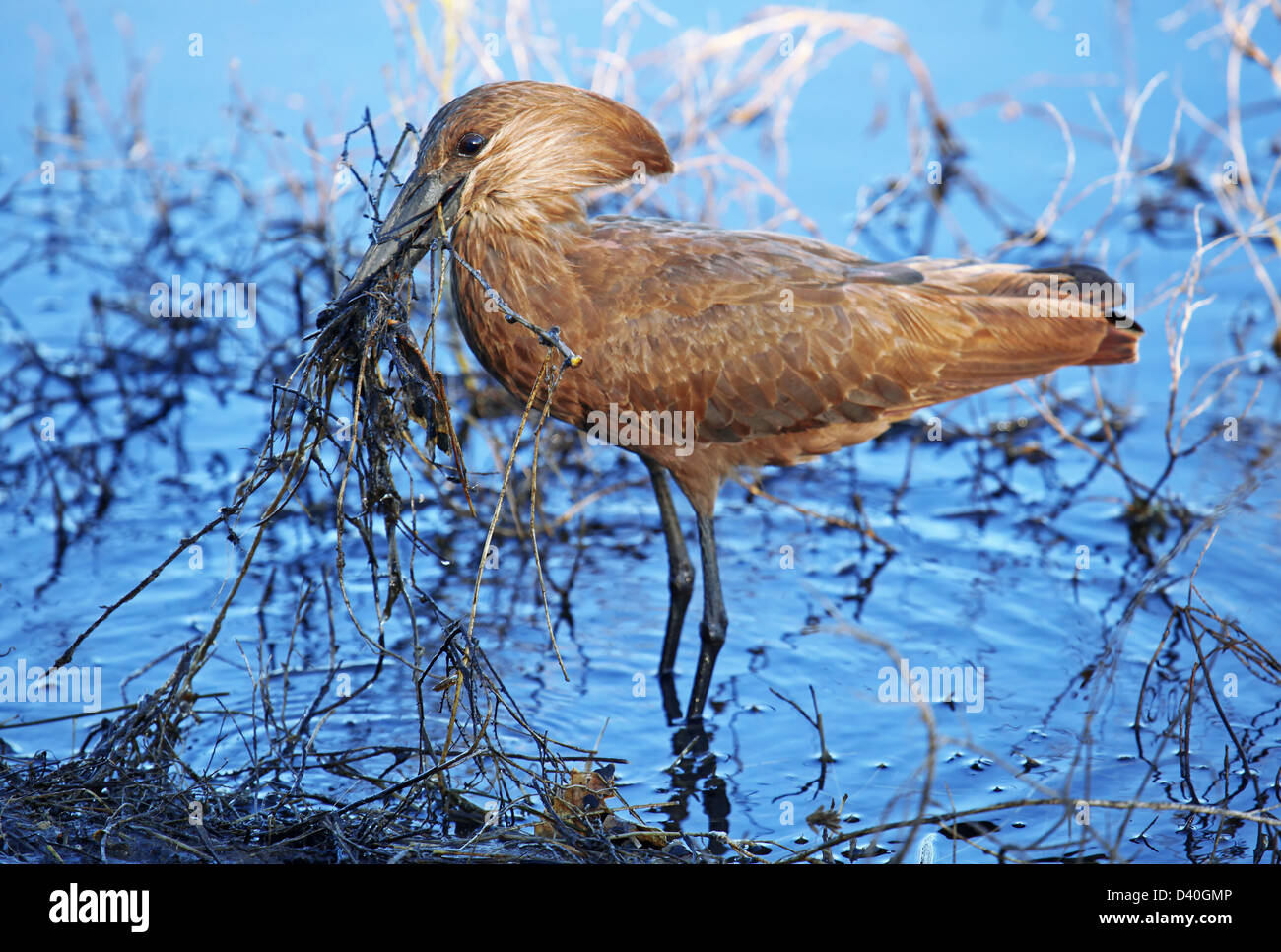 Hamerkop hammerhead scopus umbretta bird hi-res stock photography and ...