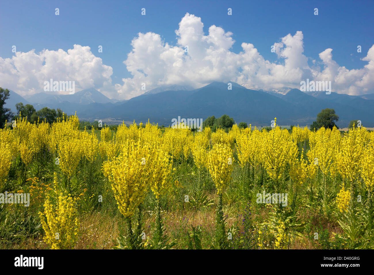 Yellow field of mullein with Pirin mountains in Bulgaria at the ...