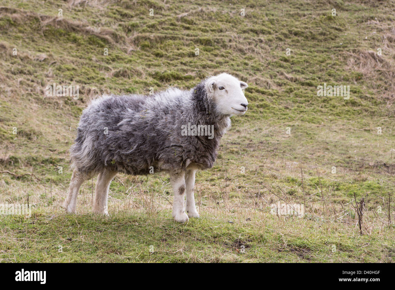 A sheep, near Corfe Castle, Dorset Stock Photo - Alamy