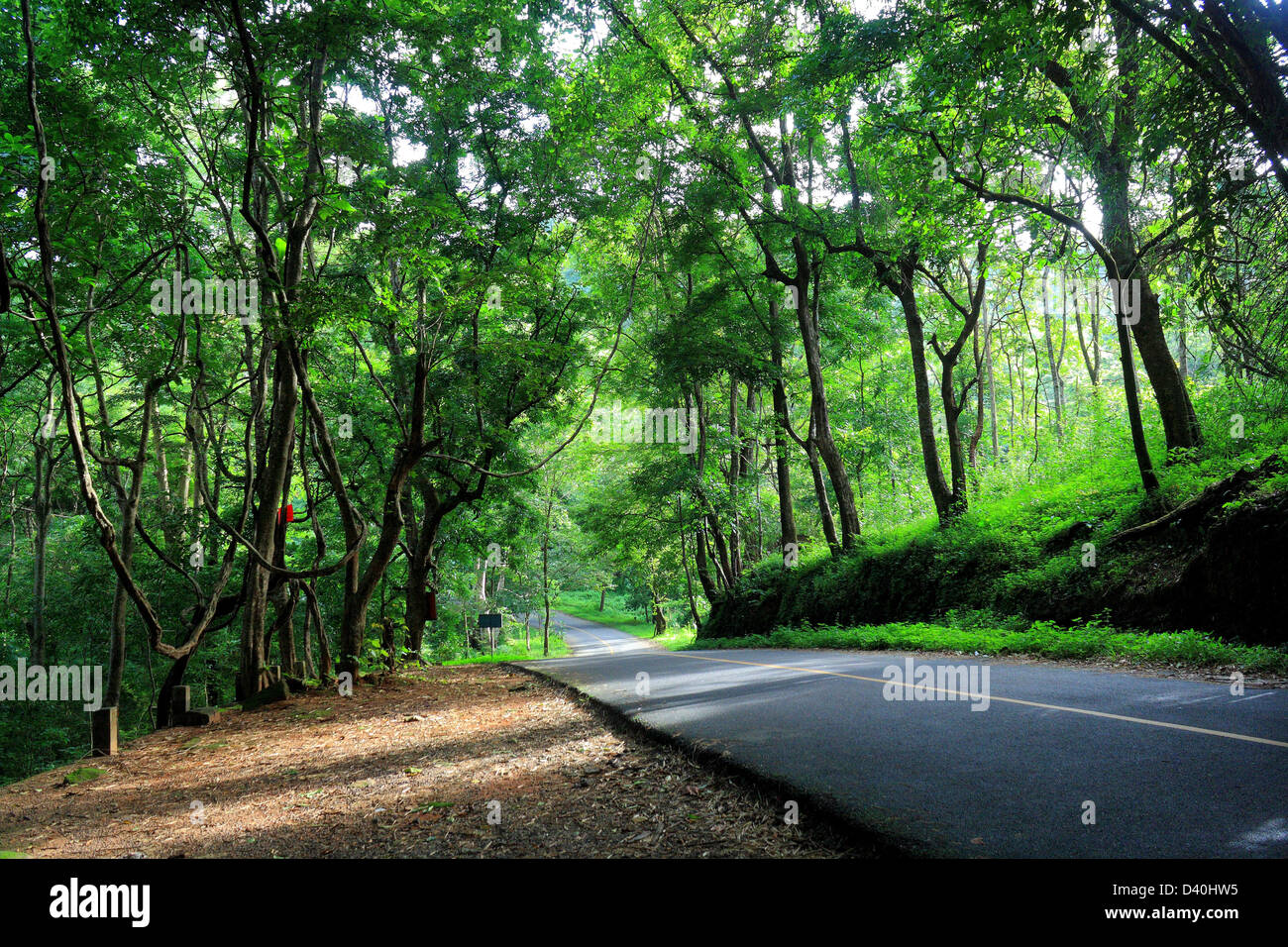 Riparian forests hi-res stock photography and images - Alamy