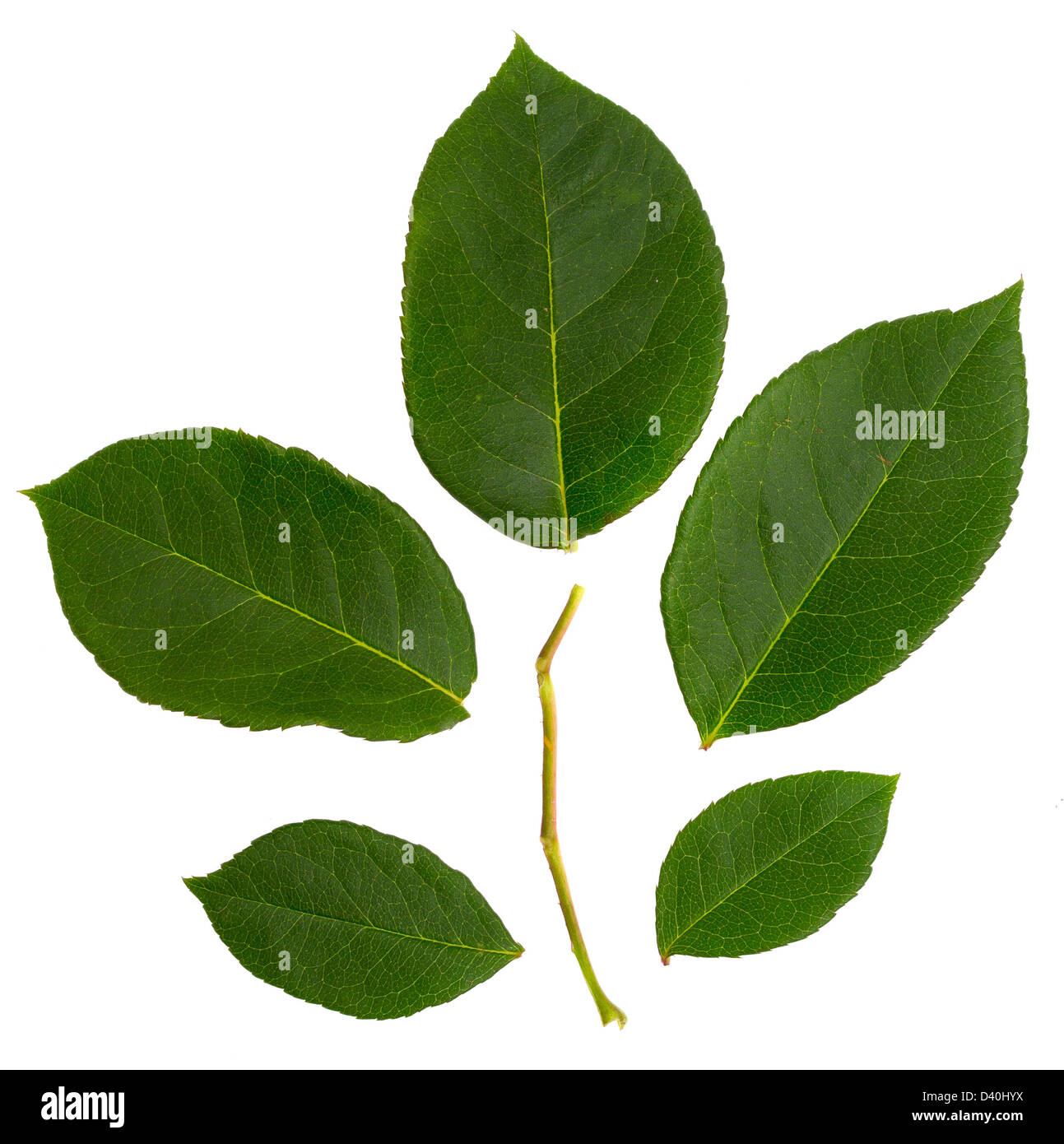 rose leaf isolated on white Stock Photo - Alamy