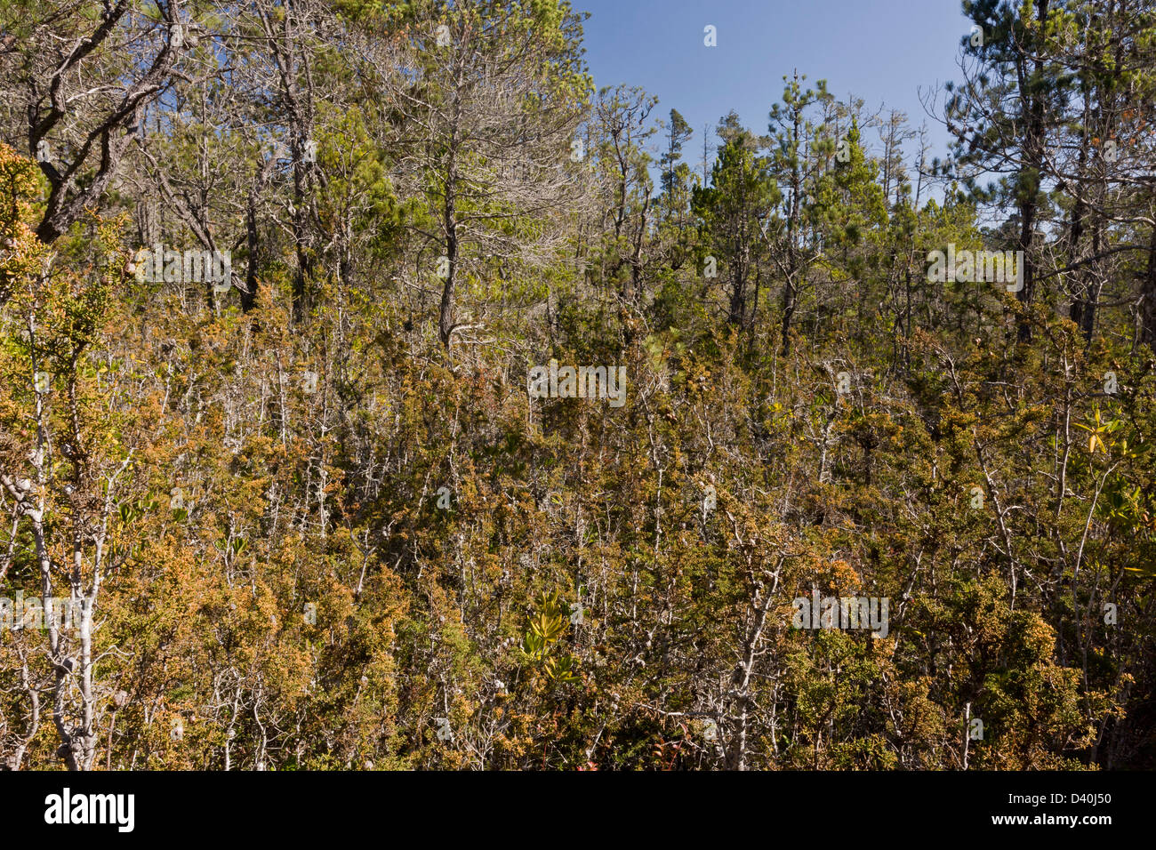 Pygmy pines hi-res stock photography and images - Alamy