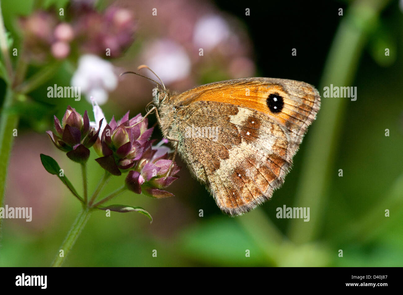 Gatekeeper butterfly, Pyronia tithonus Stock Photo - Alamy