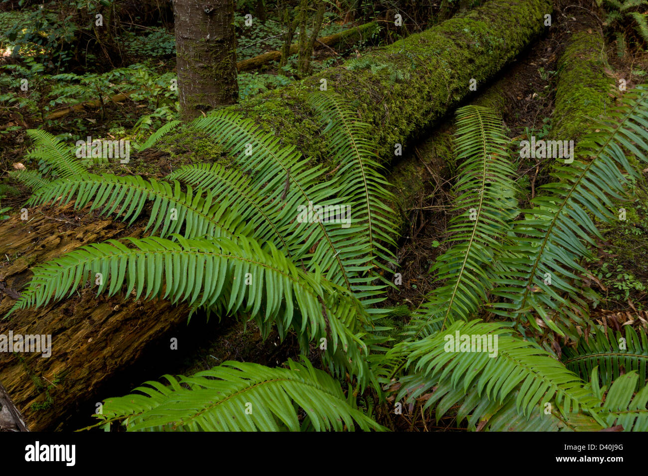 Sword fern hi-res stock photography and images - Alamy