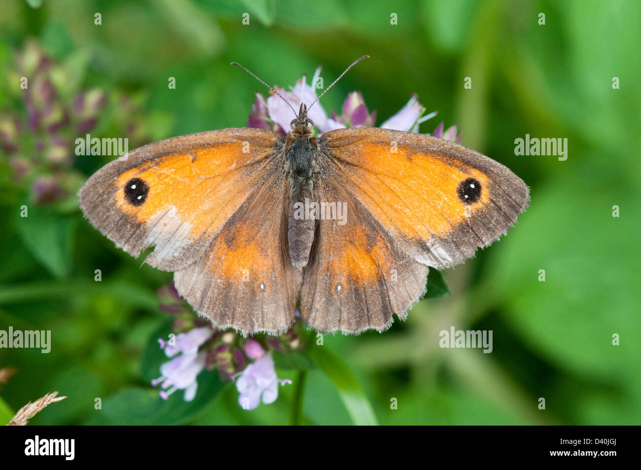 Gatekeeper butterfly, Pyronia tithonus Stock Photo - Alamy