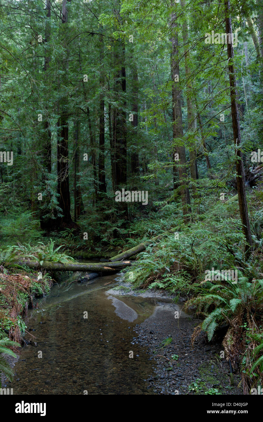 Fern gully Redwood and Douglas Fir forest in Van Damme State Park ...