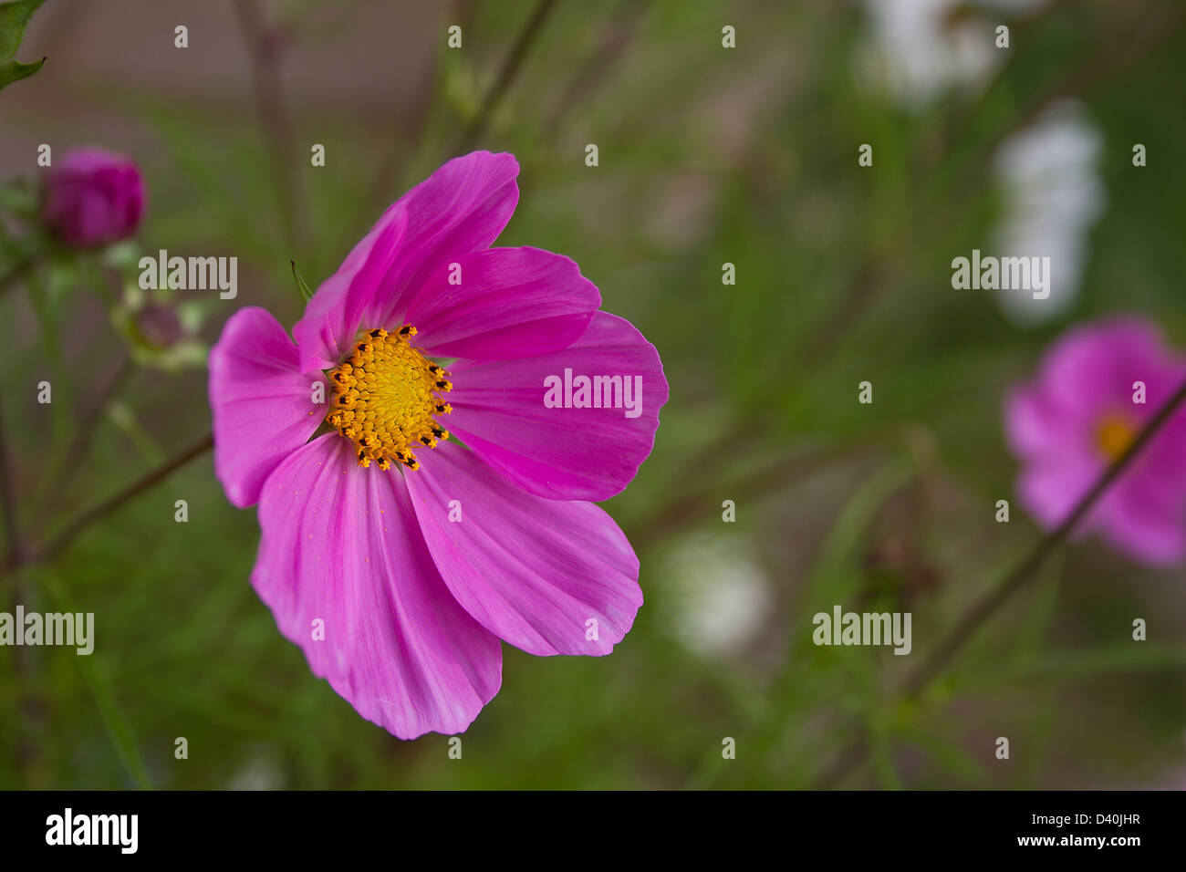 Cosmos in Pink Stock Photo - Alamy