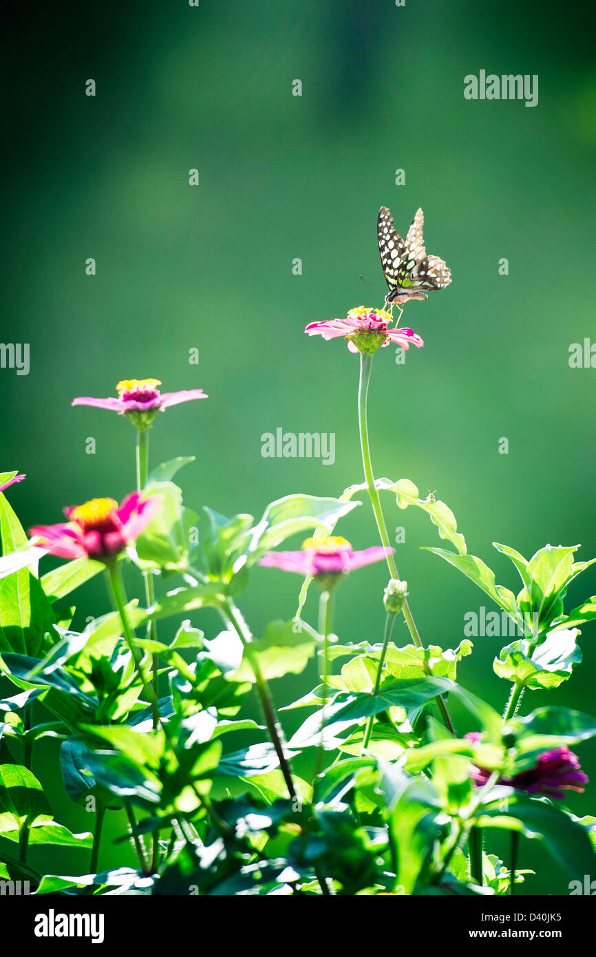 Butterfly landing on wild flower Stock Photo - Alamy