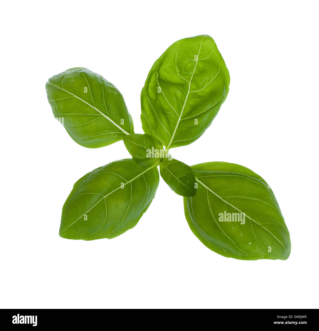 Fresh basil spice Cut Out Stock Images & Pictures - Alamy