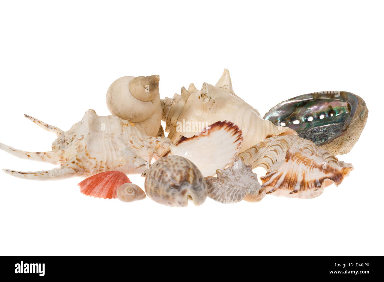 Shell beach seashells Cut Out Stock Images & Pictures - Alamy