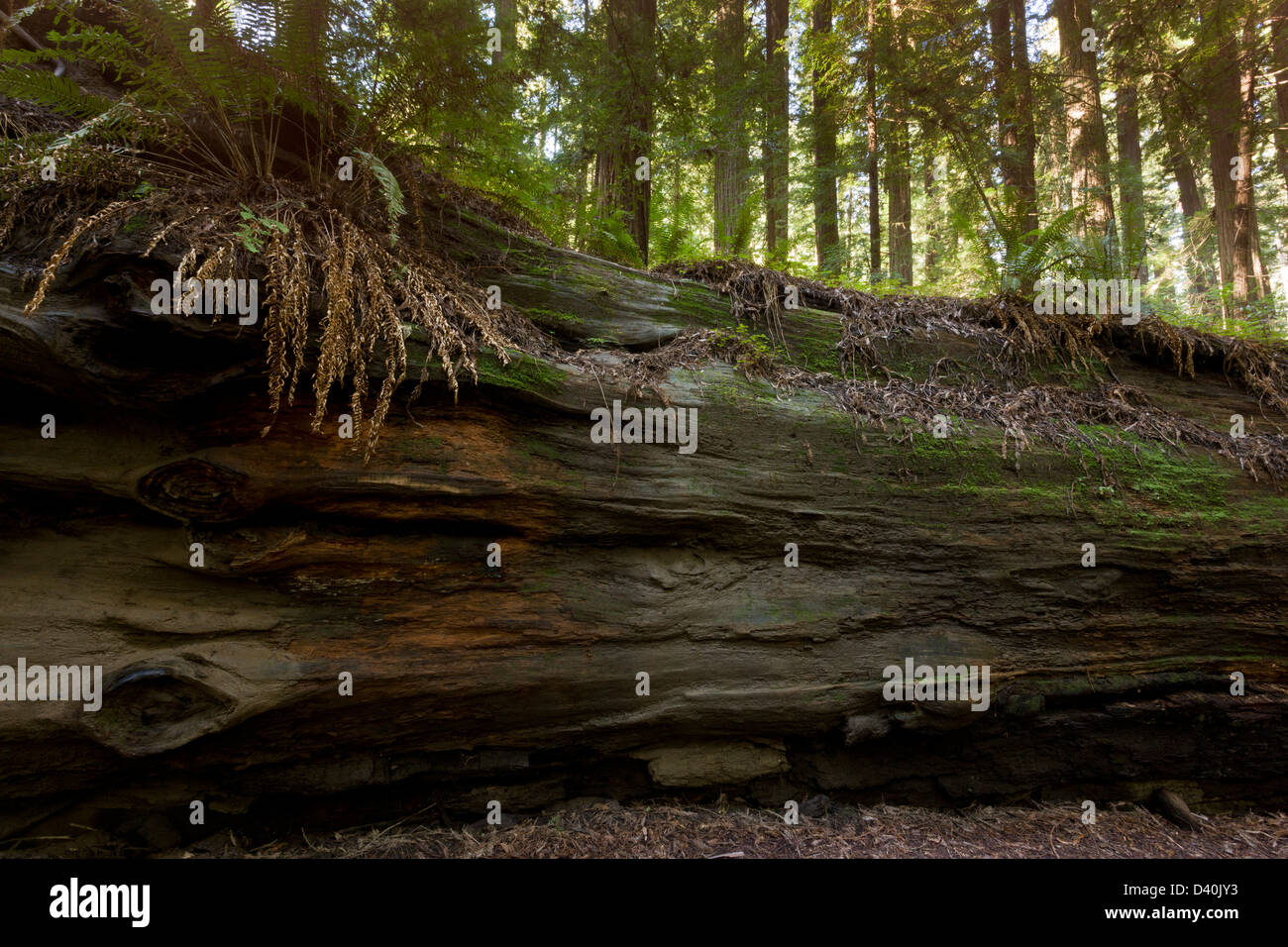 The founders tree hi-res stock photography and images - Alamy