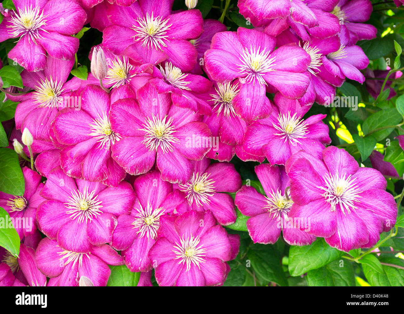 Three pink clematis isolated Stock Photo - Alamy