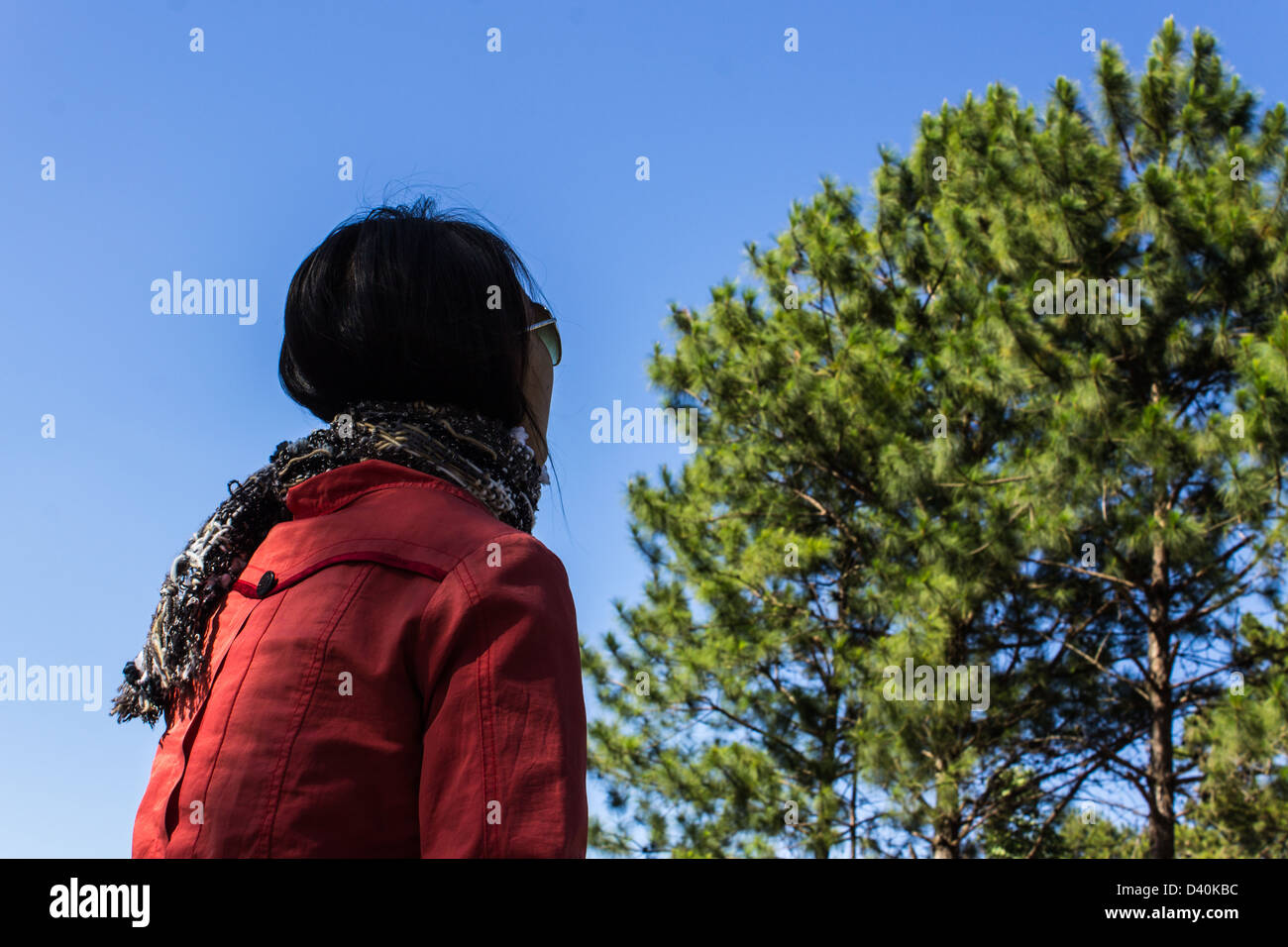 girl look Pine Stock Photo - Alamy