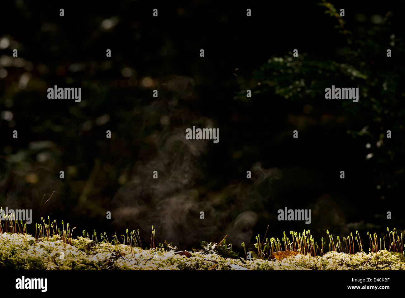 Umbrella moss (Leucolepis acanthoneuron) showing spore capsules ...