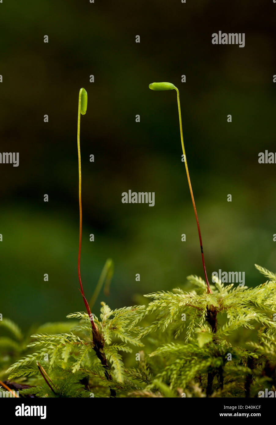 Palm tree moss (Leucolepis acanthoneuron) showing spore capsules, close ...