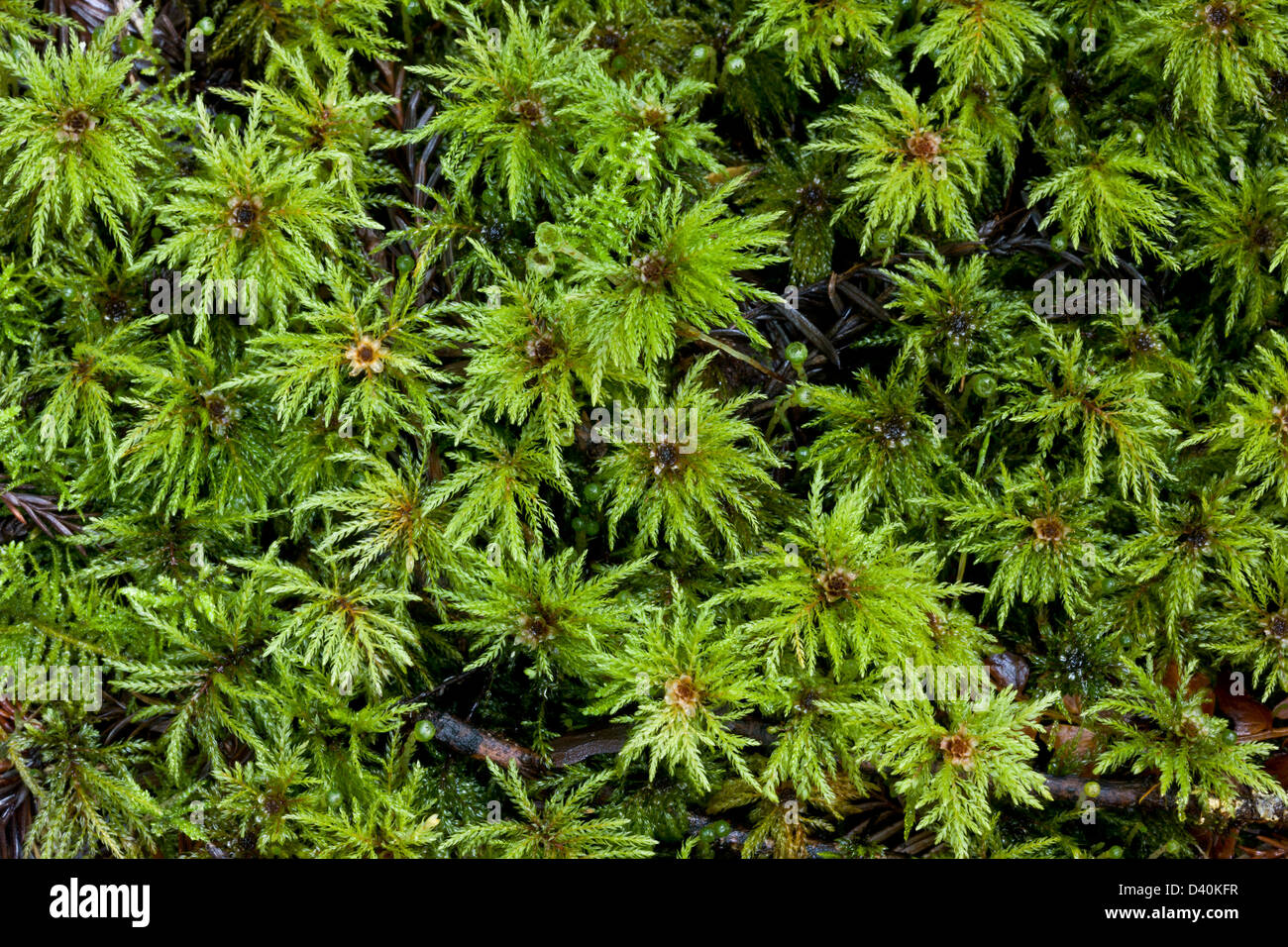 Palm tree moss (Leucolepis acanthoneuros) male gametophytes, close-up ...
