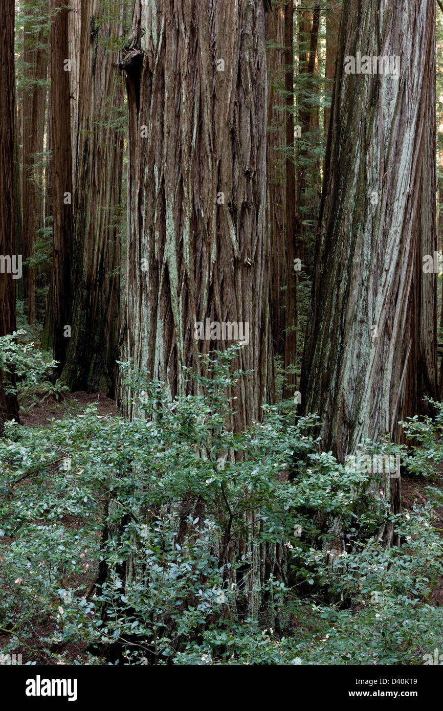 Coast redwood forest in the Rockefeller Grove, Humboldt Redwoods State ...