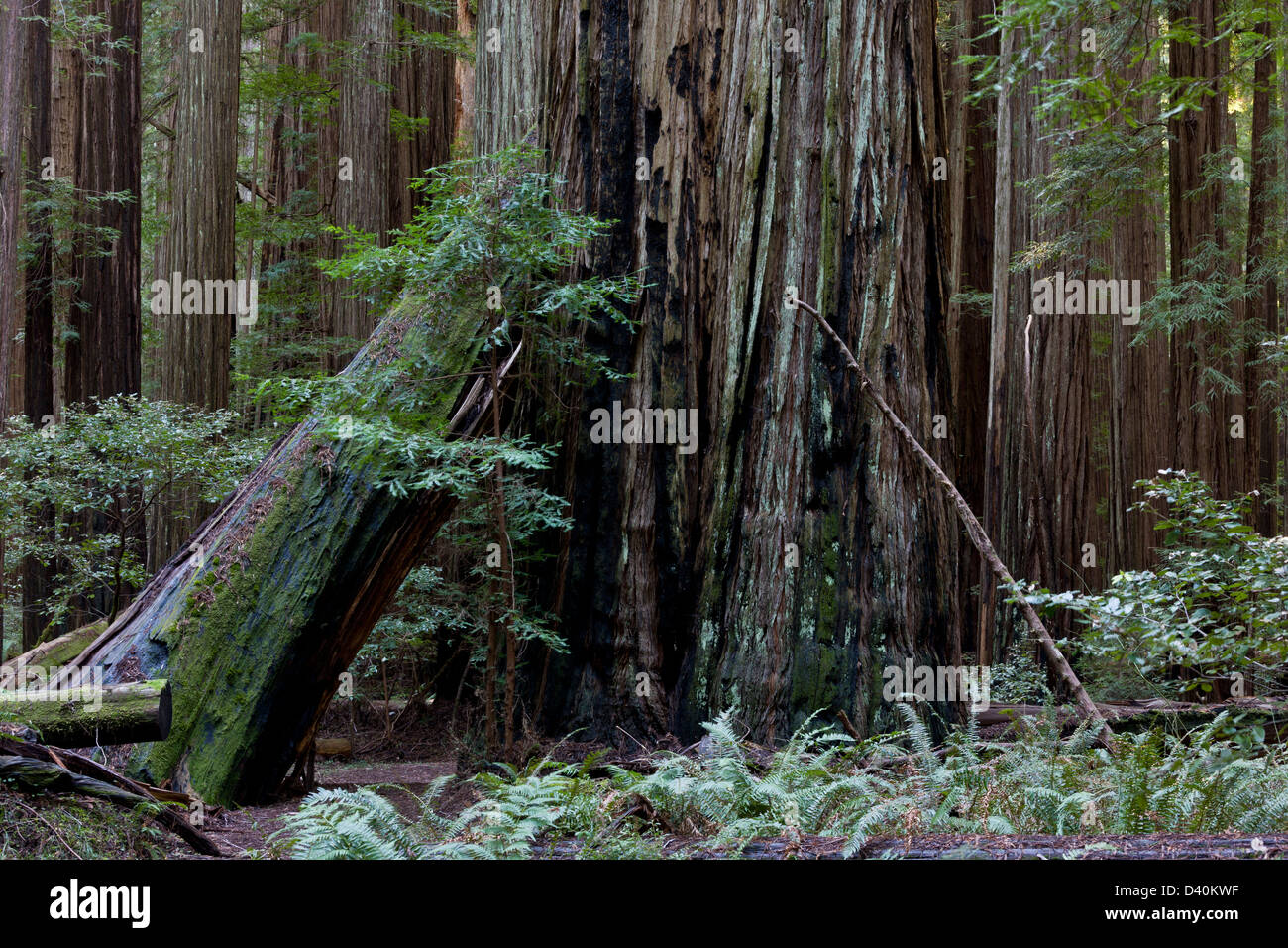 Coastal redwood cone hi-res stock photography and images - Alamy
