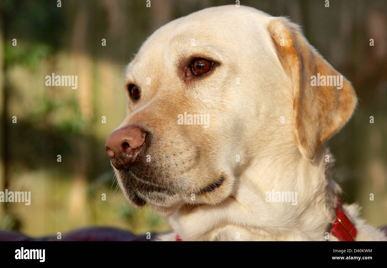 Labrador eyes hi-res stock photography and images - Alamy