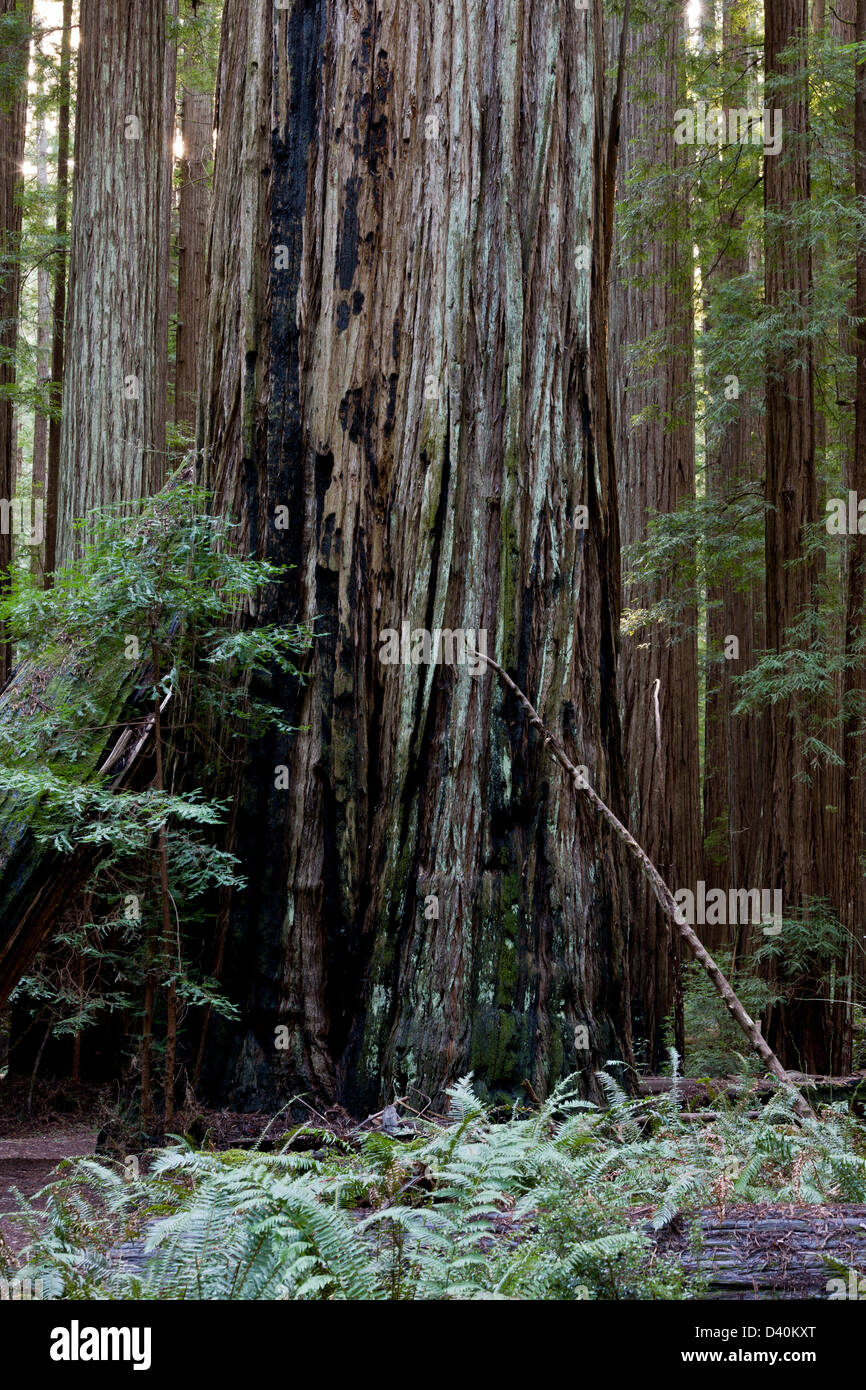 Tallest redwood tree hi-res stock photography and images - Alamy