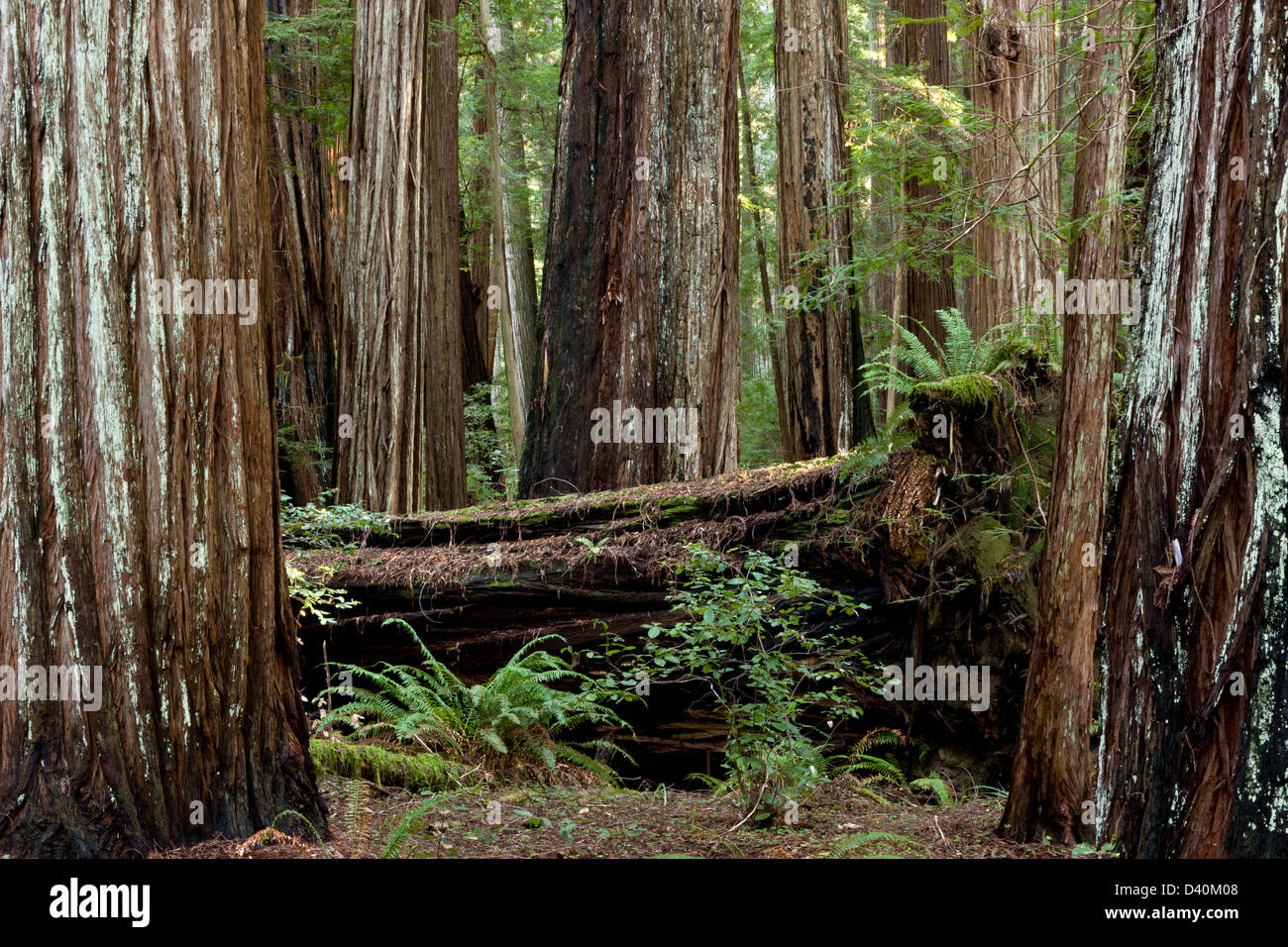 Coast redwood forest in the Rockefeller Grove, Humboldt Redwoods State ...
