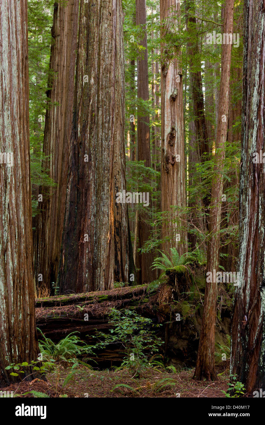 Coast redwood forest in the Rockefeller Grove, Humboldt Redwoods State ...