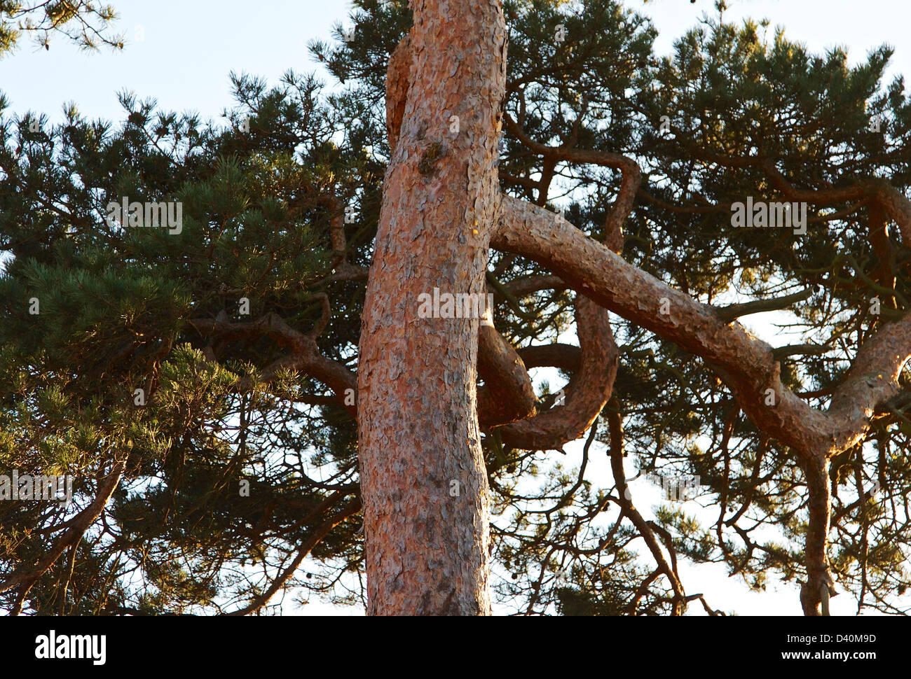 Mature scots pine tree hi-res stock photography and images - Alamy