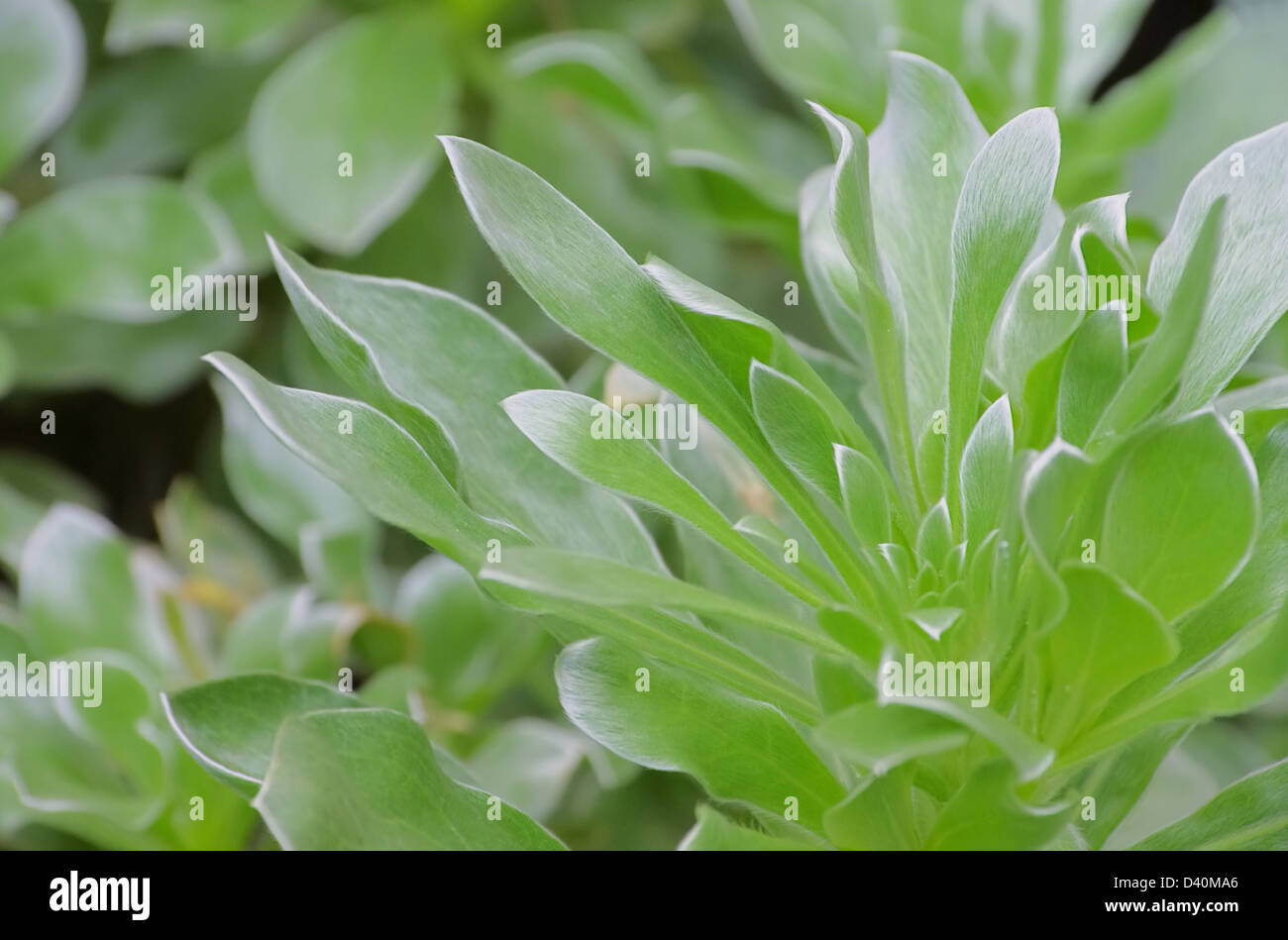 Asteriscus sericeus hi-res stock photography and images - Alamy