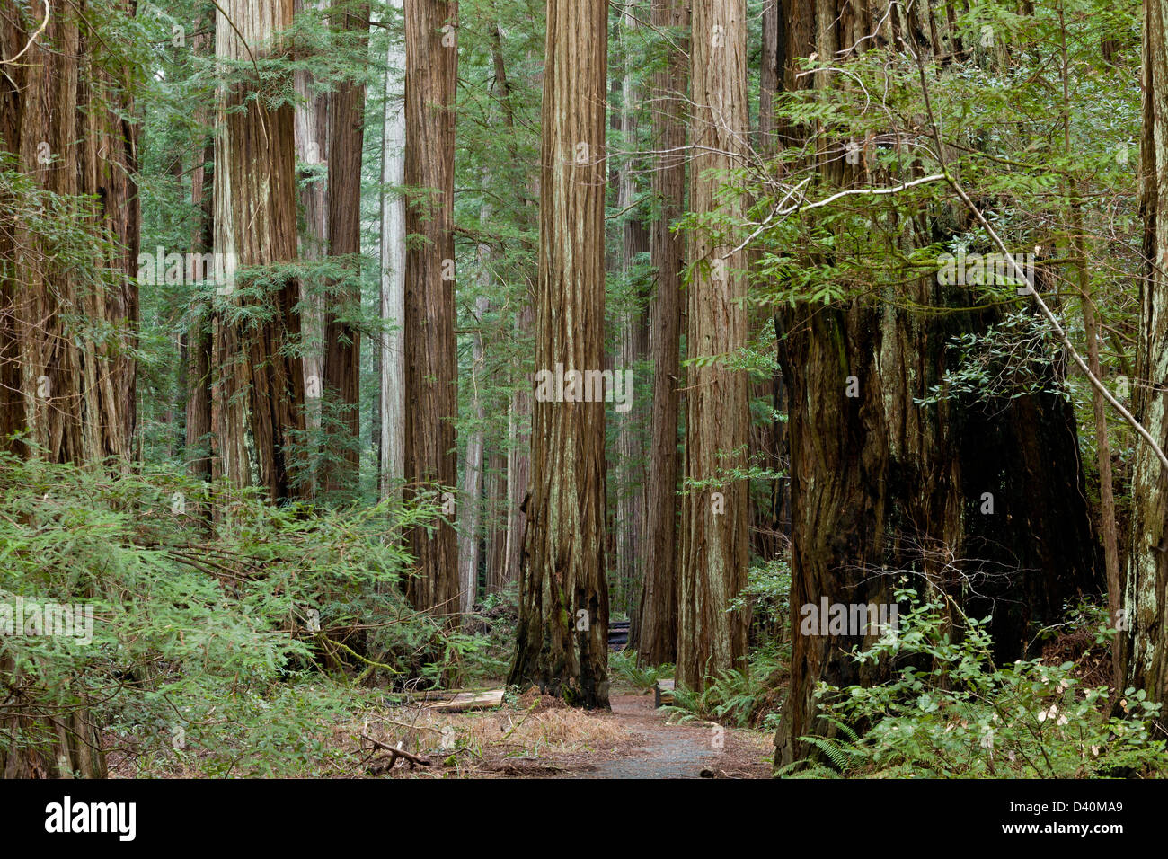 Coast redwood forest in the Rockefeller Grove, Humboldt Redwoods State ...