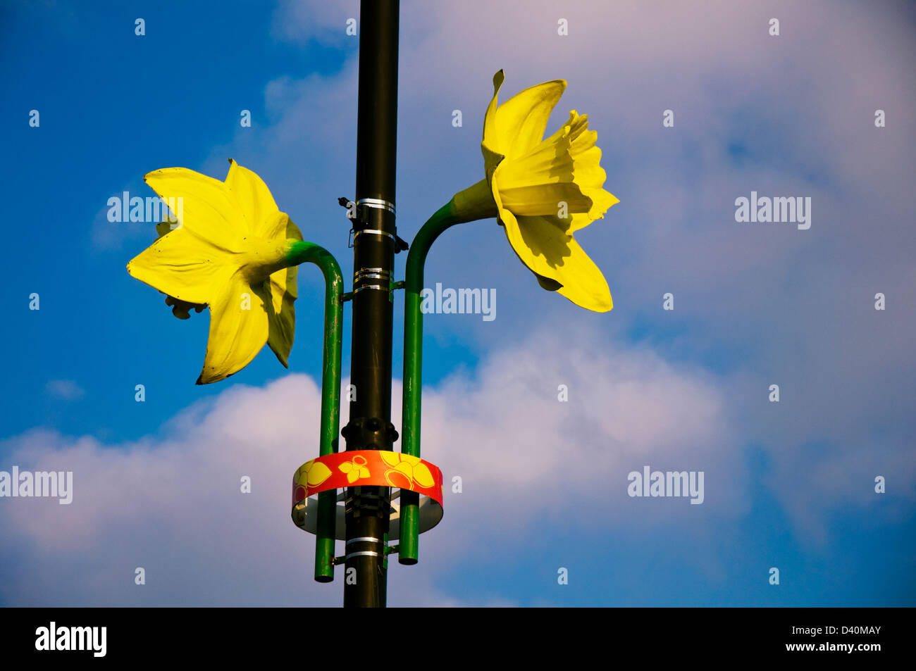 Welsh daffodil hi-res stock photography and images - Alamy